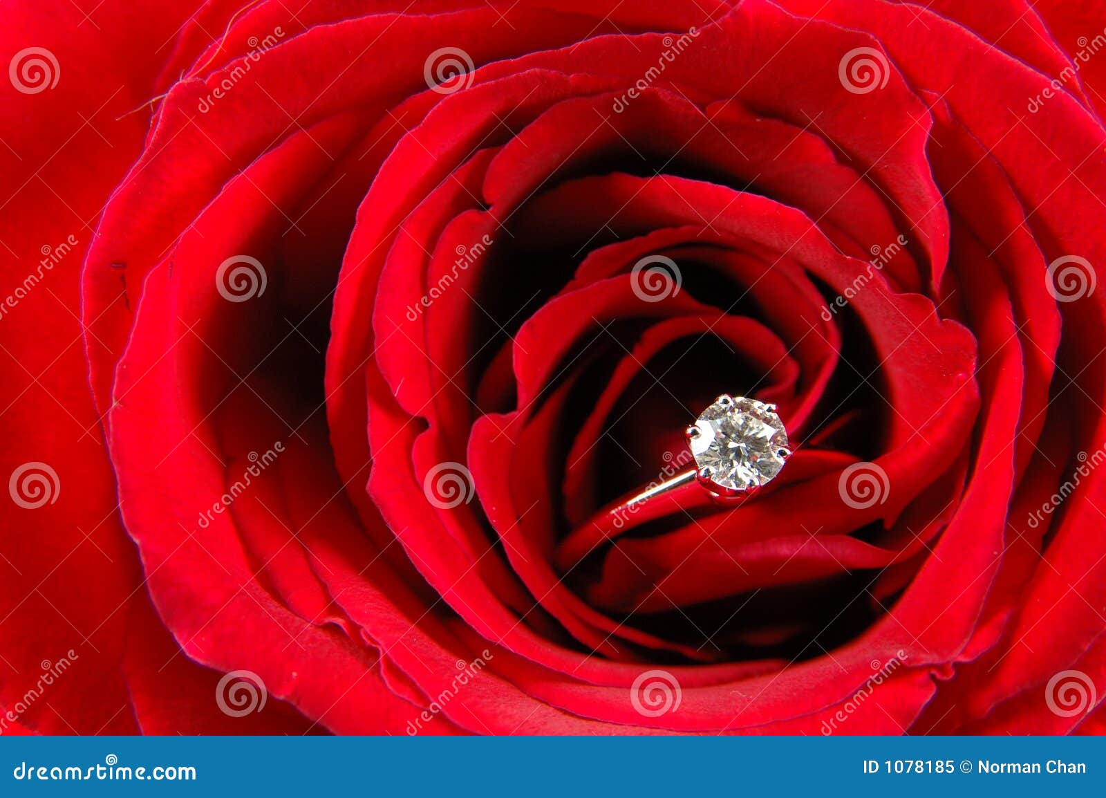 Engagement Ring in Red Rose Stock Image - Image of love, jewelry: 1078185
