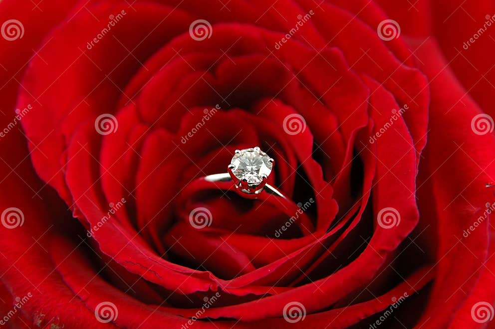 Engagement Ring in Red Rose Stock Photo - Image of jewelry, engagement ...