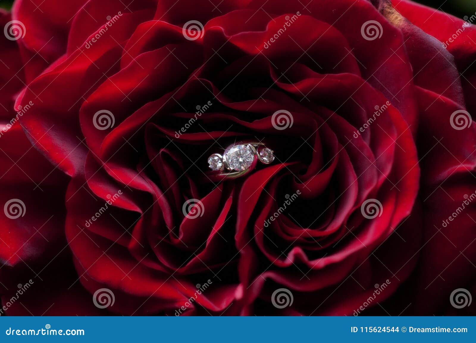 Diamond Red Rose stock photo. Image of colours, ring - 115624544