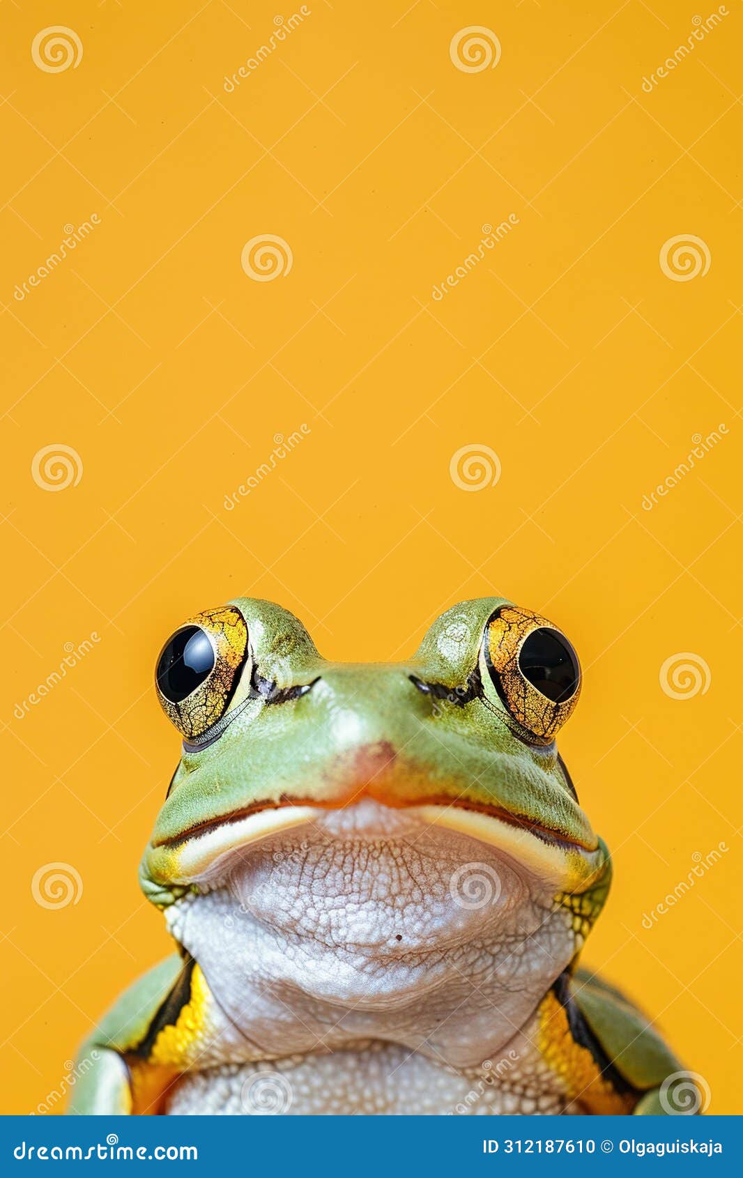 Engaging Image of a Frog with a Quirky Expression, Set Against a Vivid ...