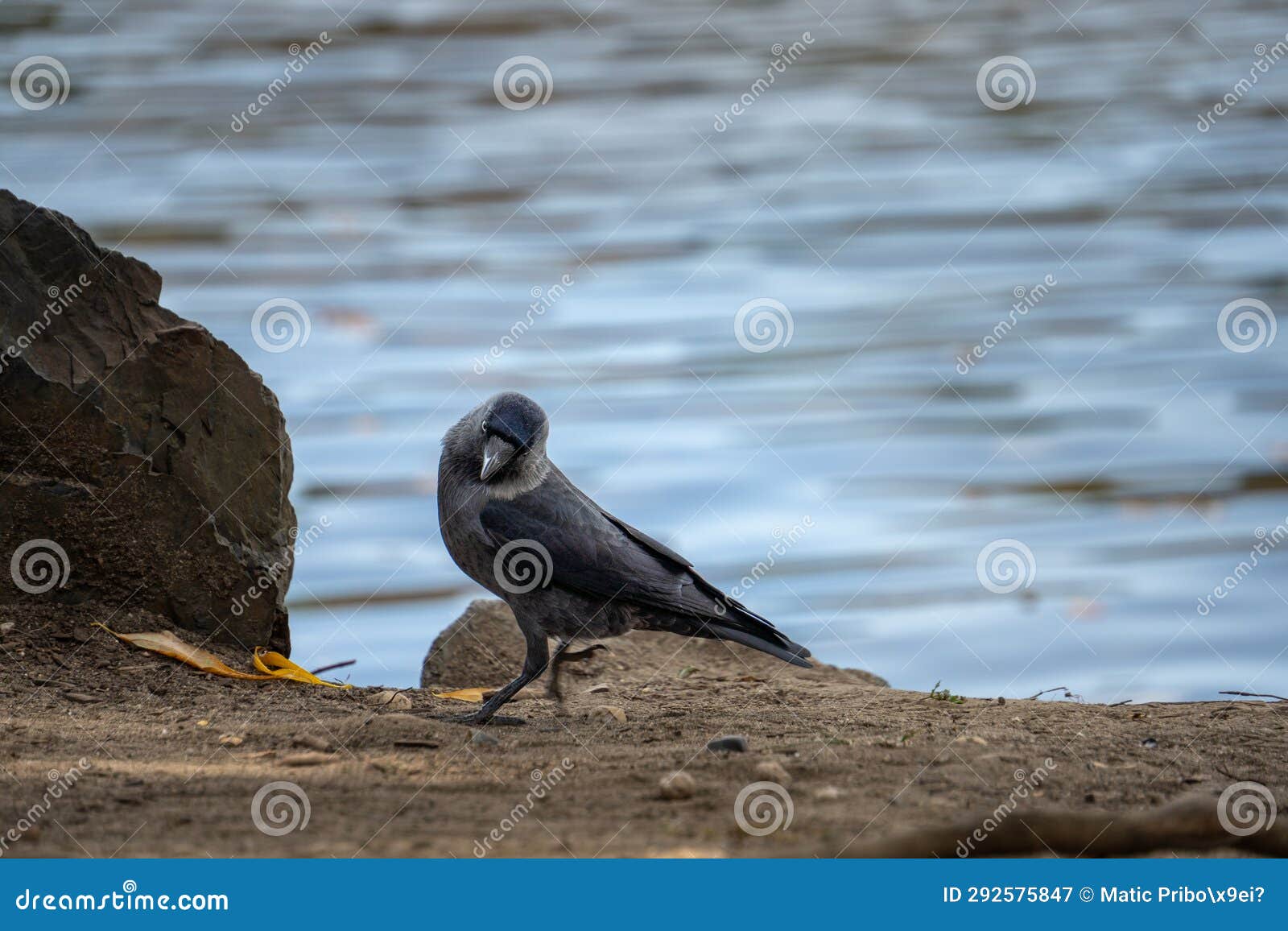 Crow Making Eye Contact with a Camera Next To a River Stock Image ...