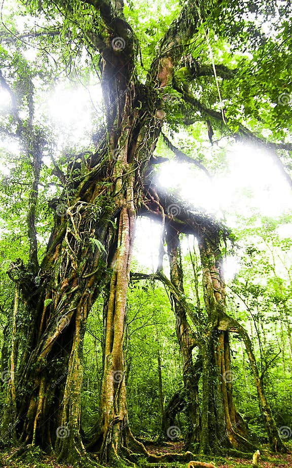 Enge boom stock foto. Image of platteland, milieu, aarde - 16194006