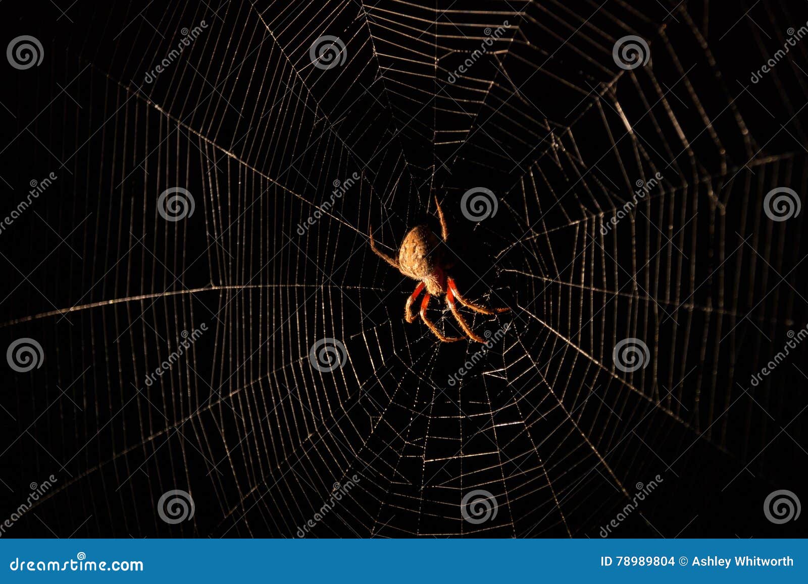 Enge Harige Spin in Web Bij Nacht Stock Foto - Image of midden, zwart ...
