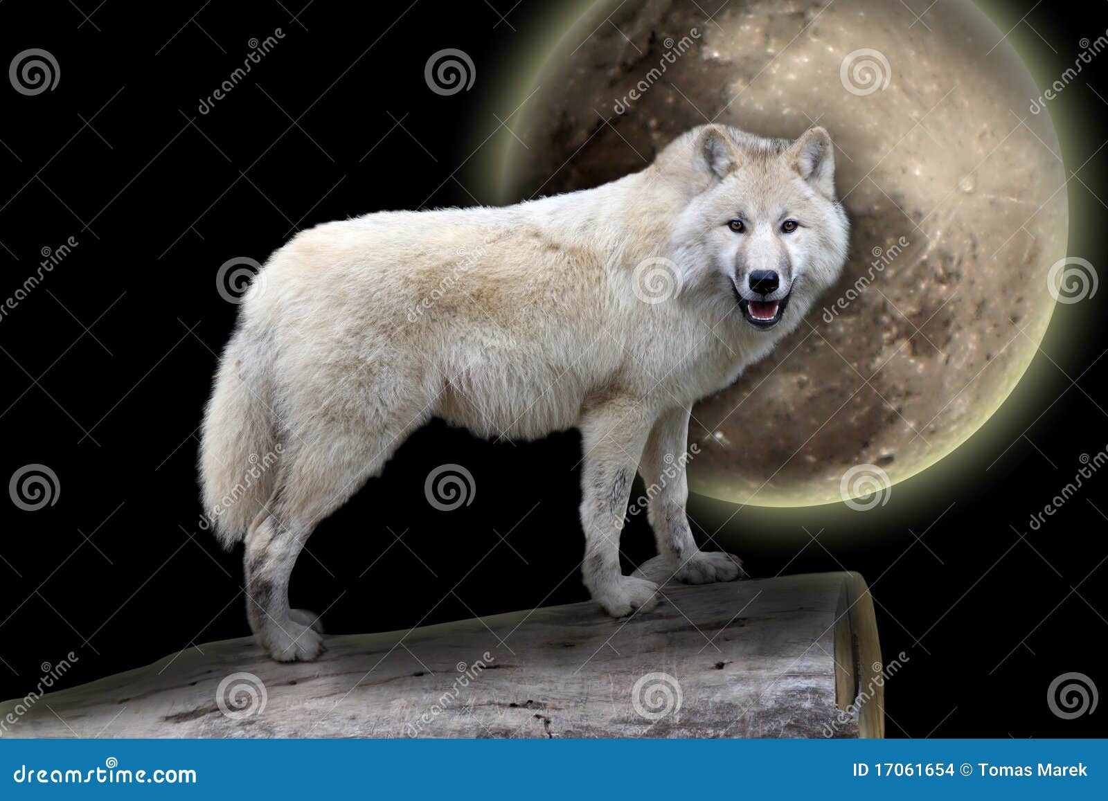 Enge Witte Wolf in De Nacht Stock Foto - Image of neus, roofdier: 17061654