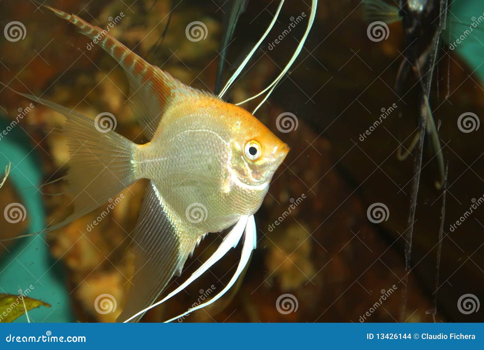 Engel Fische im fishbowl 1 stockfoto. Bild von engel - 13426144