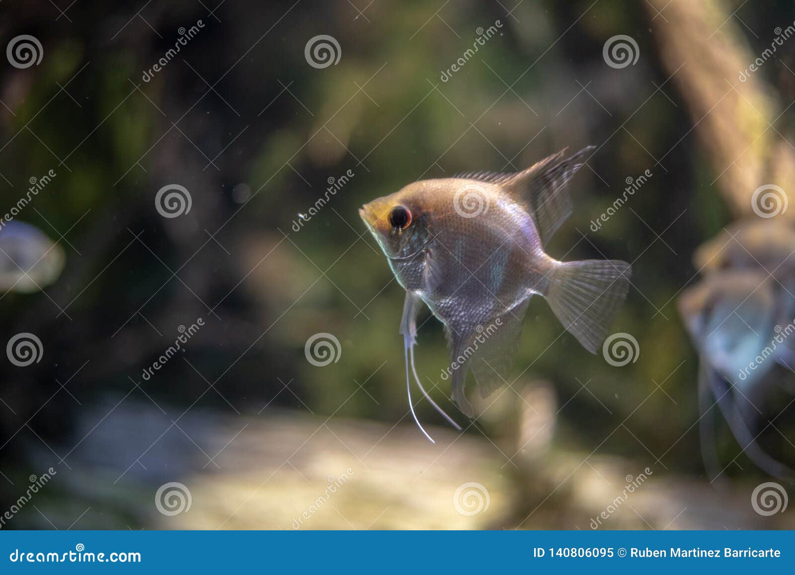 Engelhai in einem Fluss stockbild. Bild von gerippt - 140806095