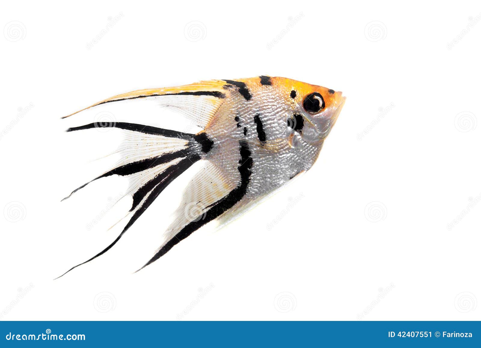 Engelhai Im Profil Auf Weiß Stockbild - Bild von flossen, tropisch ...