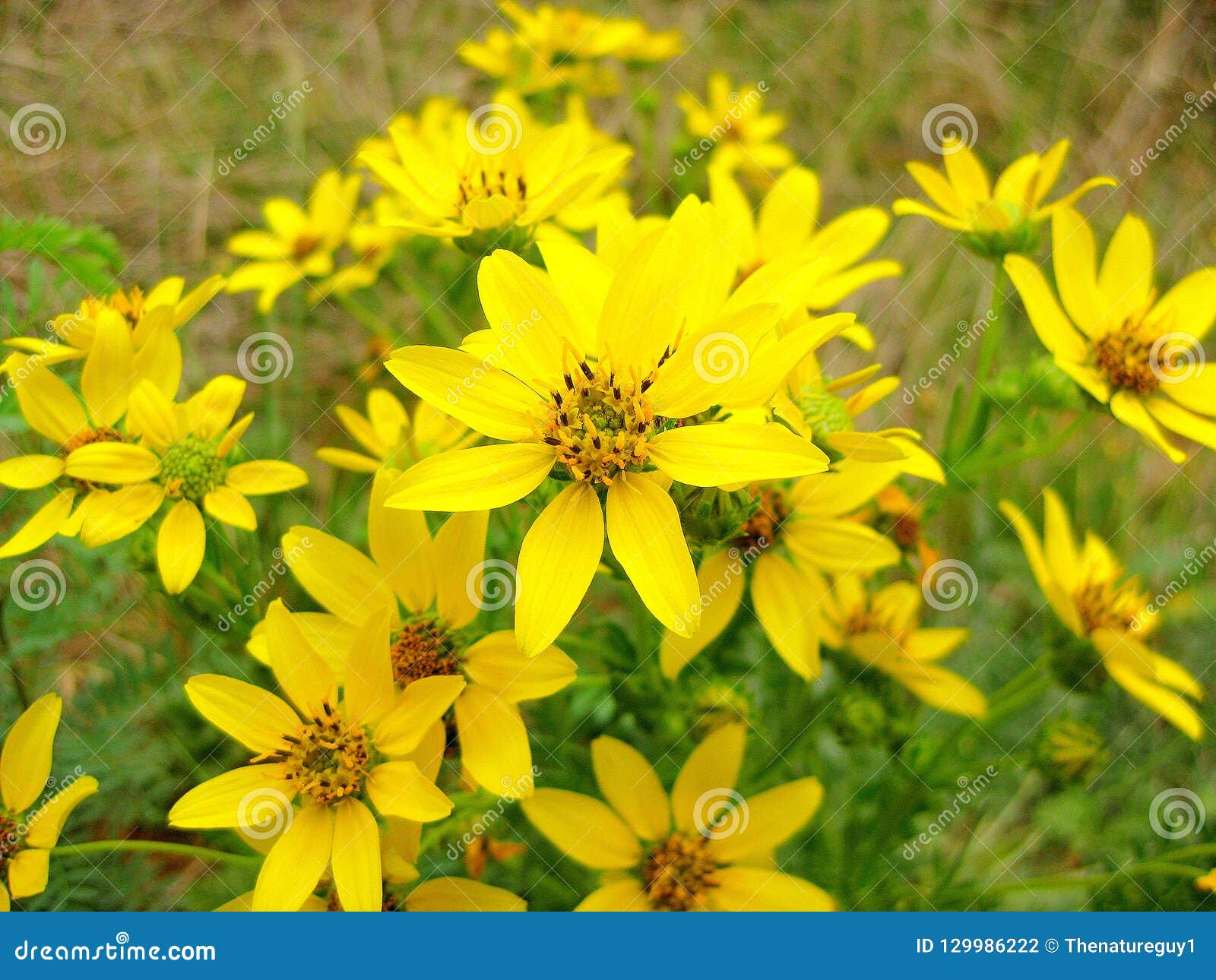 Engelmann`s Daisy Wildflowers, Engelmann Daisy, Cutleaf Daisy Stock ...