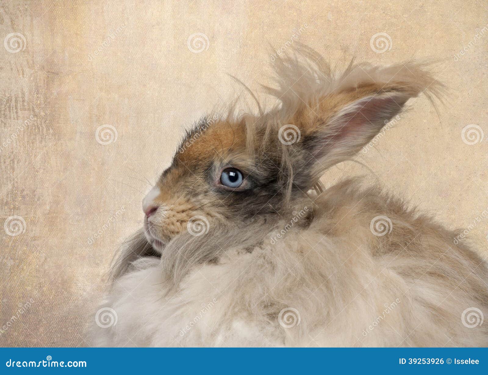 Engels Angora konijn stock foto. Image of uitziend, engels - 39253926