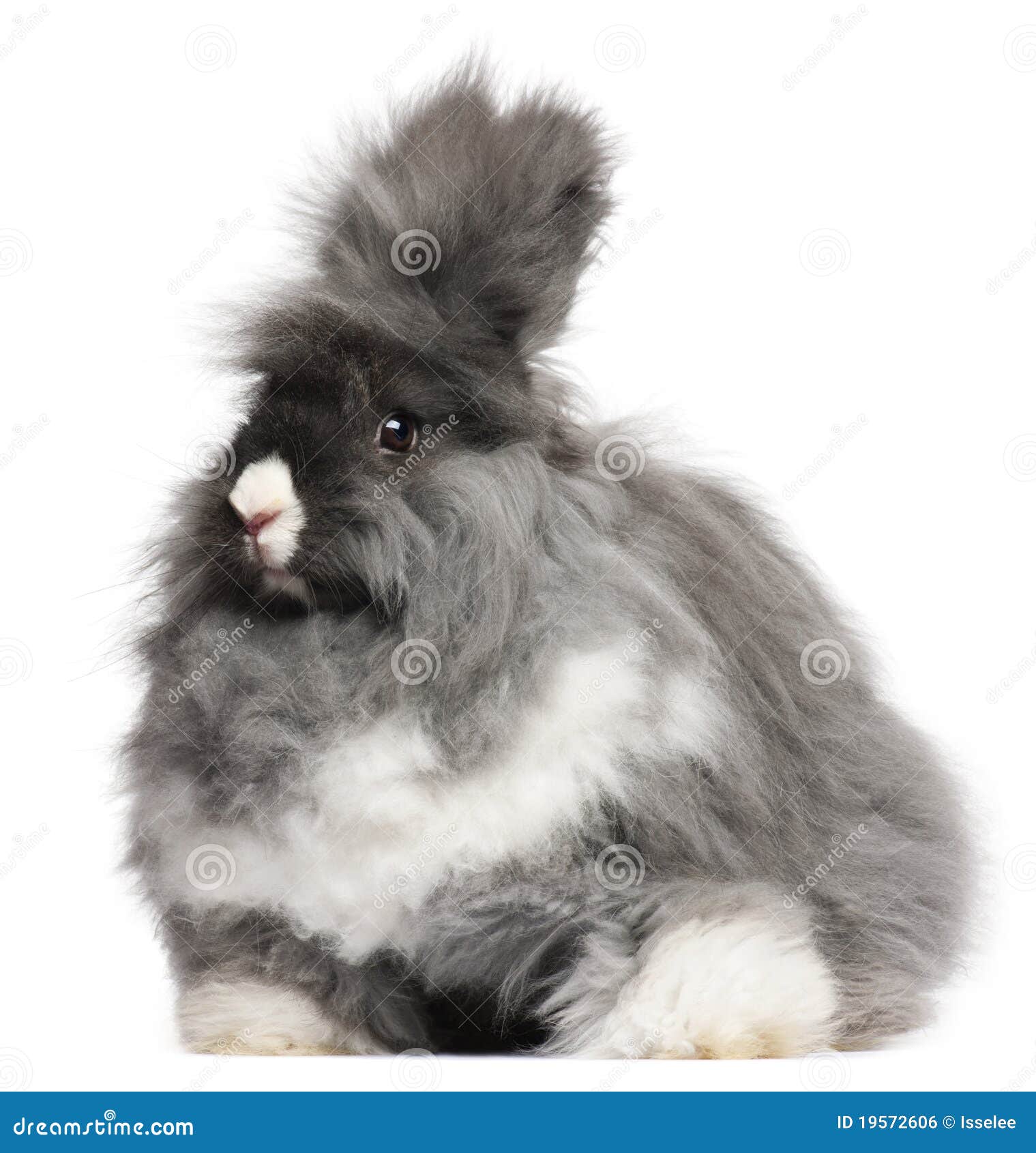 Engels Angora Konijn Voor Witte Achtergrond Stock Foto - Image of ...