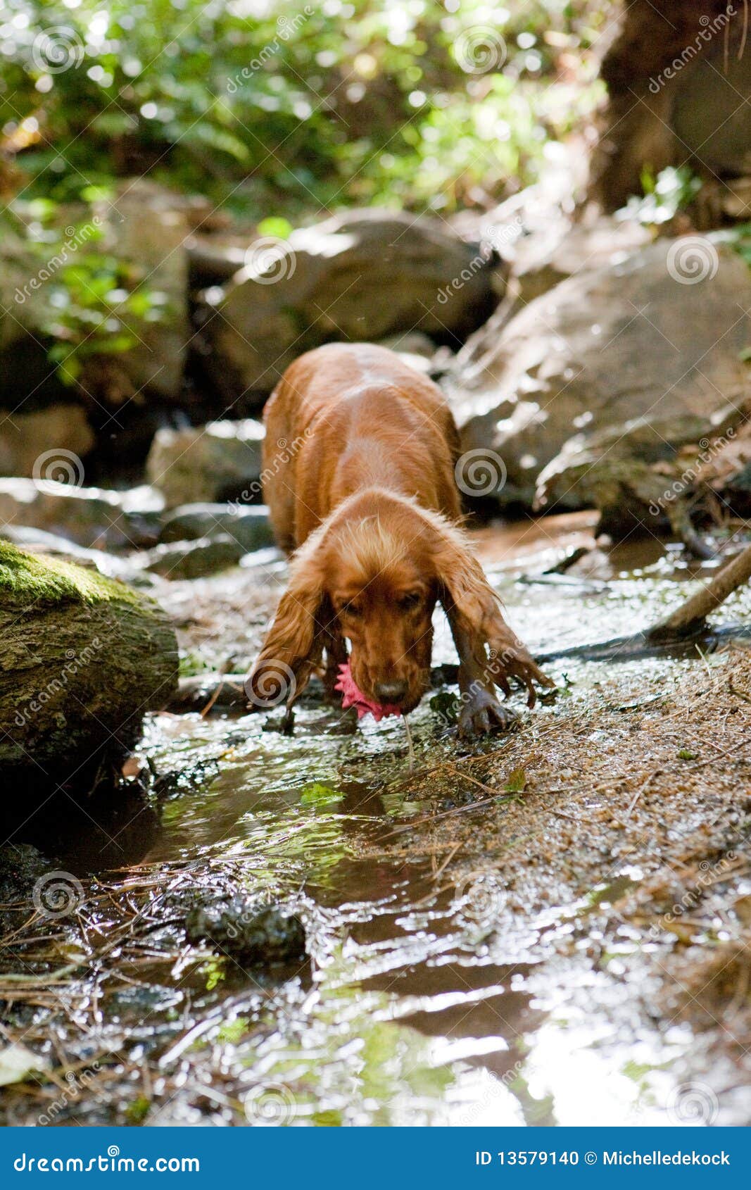 Engelse Cocker-spaniël stock foto. Image of rassen, honds - 13579140