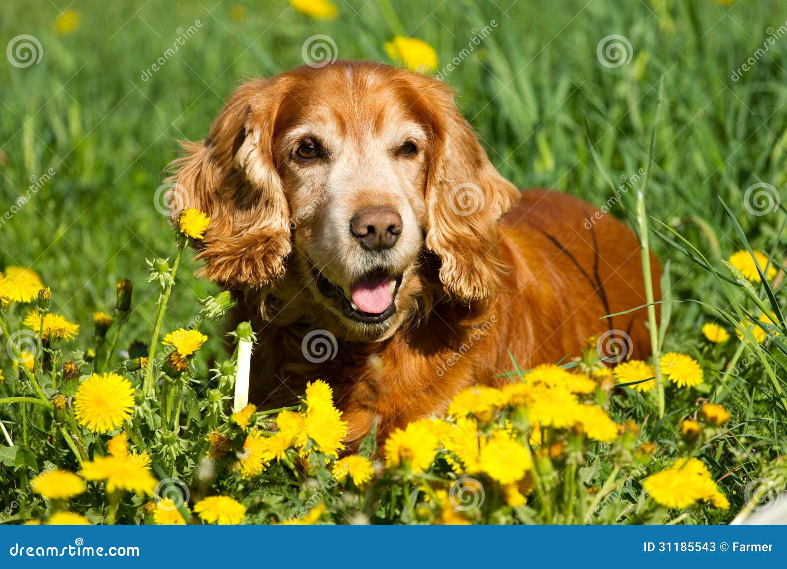 Engelse cocker-spaniël stock afbeelding. Image of cocker - 31185543