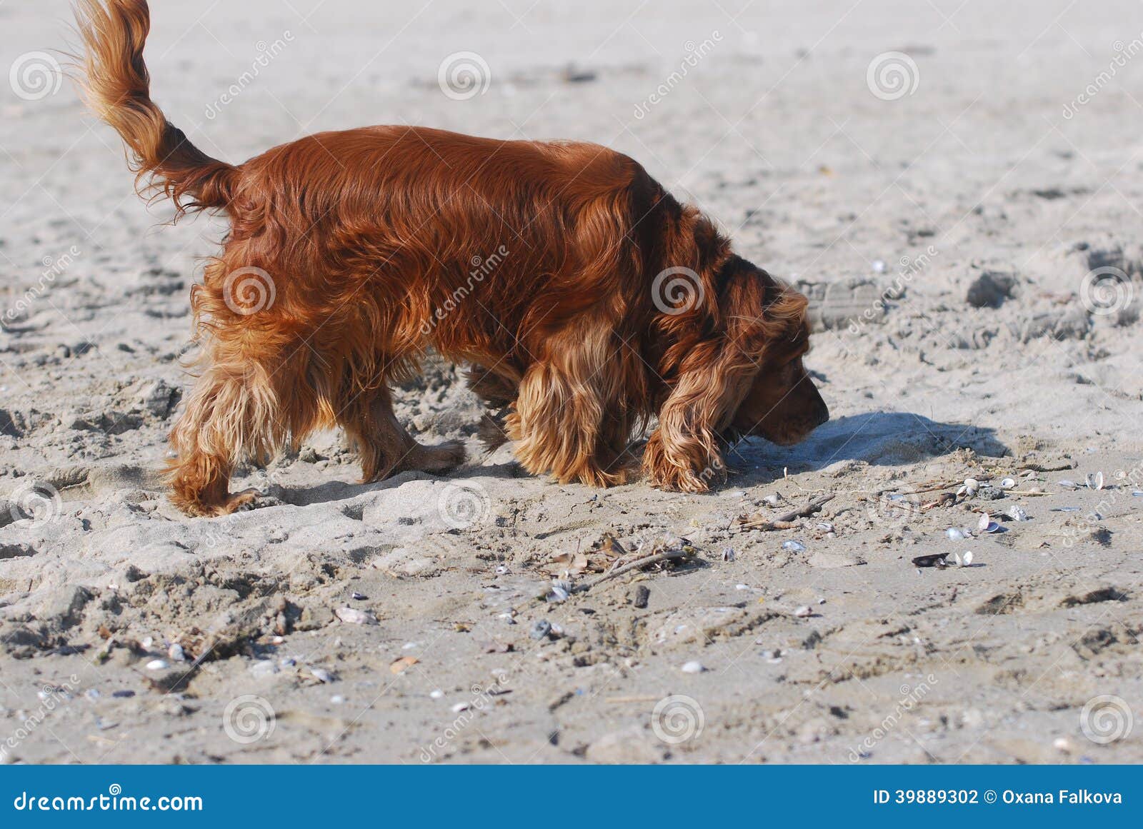 Engelse Cocker-spaniël stock foto. Image of huisdier - 39889302