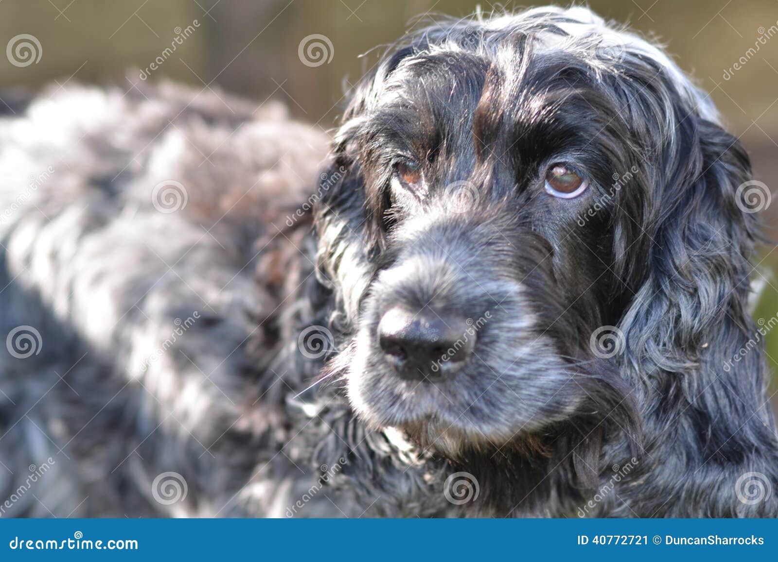Engelse cocker-spaniël stock afbeelding. Image of blauw - 40772721