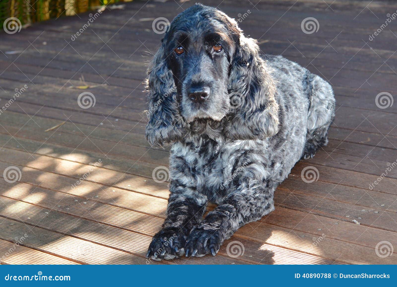 Engelse Cocker-spaniël Op Het Dek Stock Foto - Image of zonneschijn ...