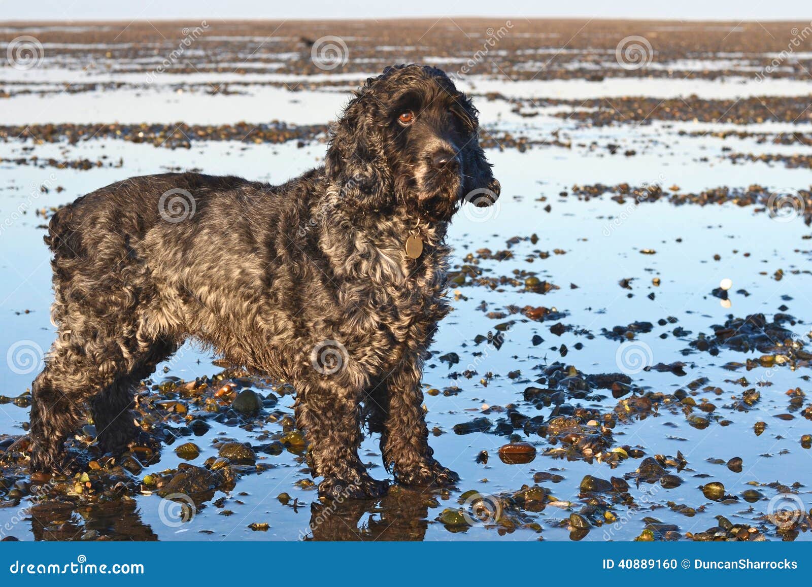 Engelse Cocker-spaniëls Op Het Strand Stock Foto - Image of roman ...