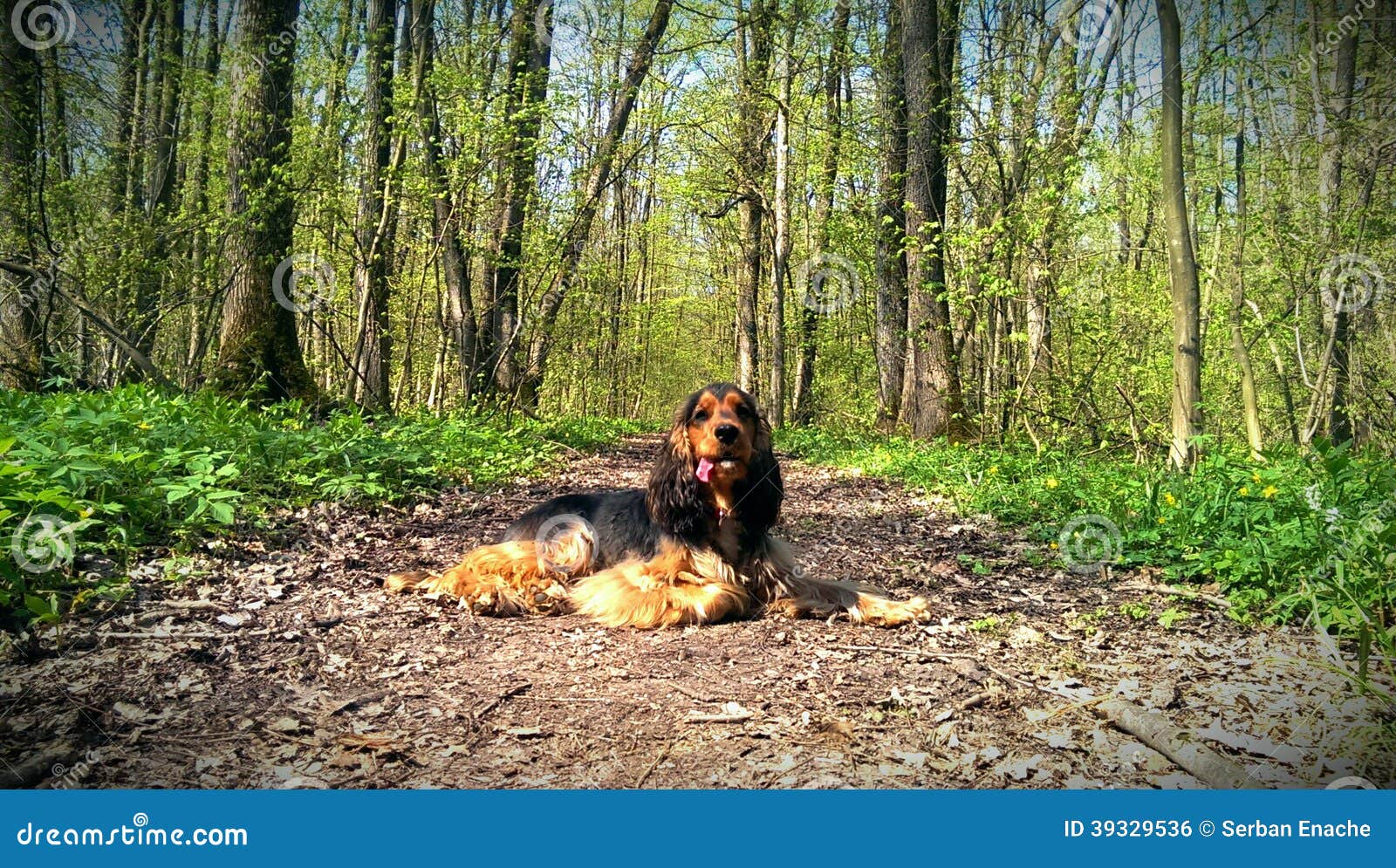 Engelse Cocker Spanniel Op Weg Door Hout Stock Foto - Image of hout ...