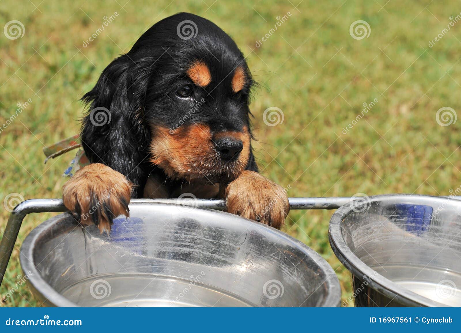 Engelse Cocker Van Het Puppy Stock Afbeelding - Image of zwart, baby ...