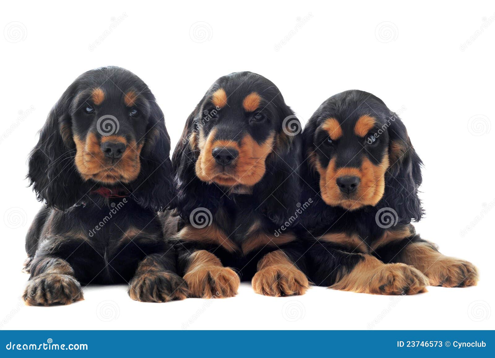 Engelse cocker van puppy stock afbeelding. Image of onderaan - 23746573