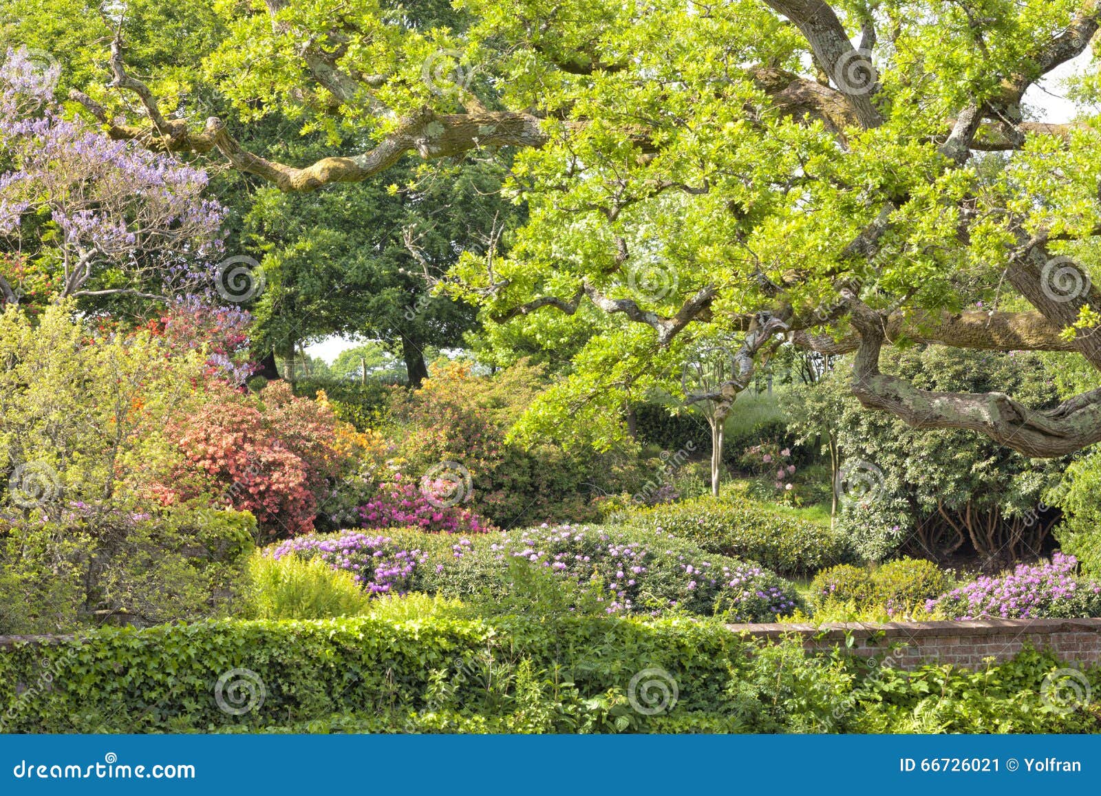 Engelse De Lentetuin Met Bloemen, Eiken Bomen Stock Afbeelding - Image ...