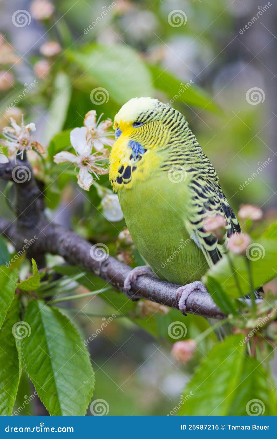 Engelse Grasparkiet stock foto. Image of nave, veiling - 26987216