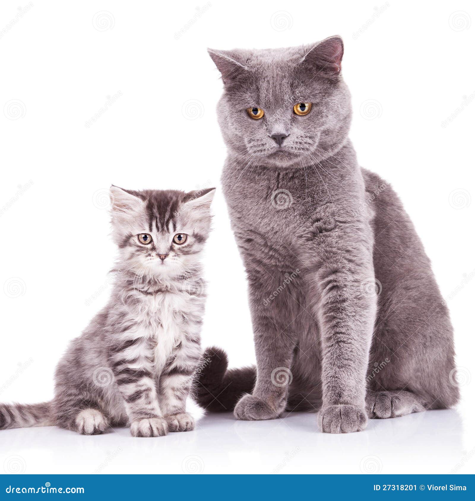 Engelse Katten, Volwassene En Welp Stock Afbeelding - Image of zoogdier ...