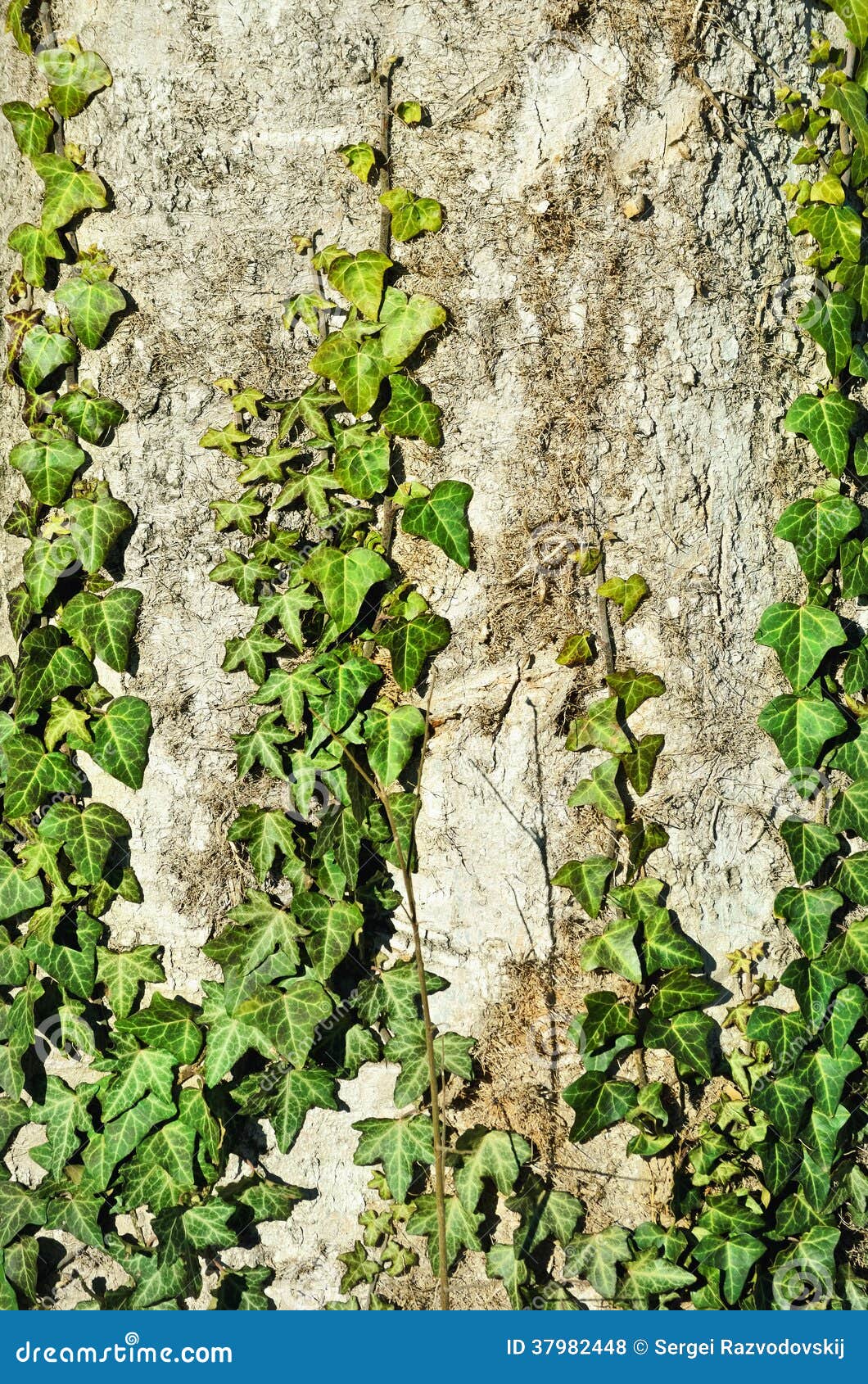 Engelse Klimop stock foto. Image of nave, gebladerte - 37982448