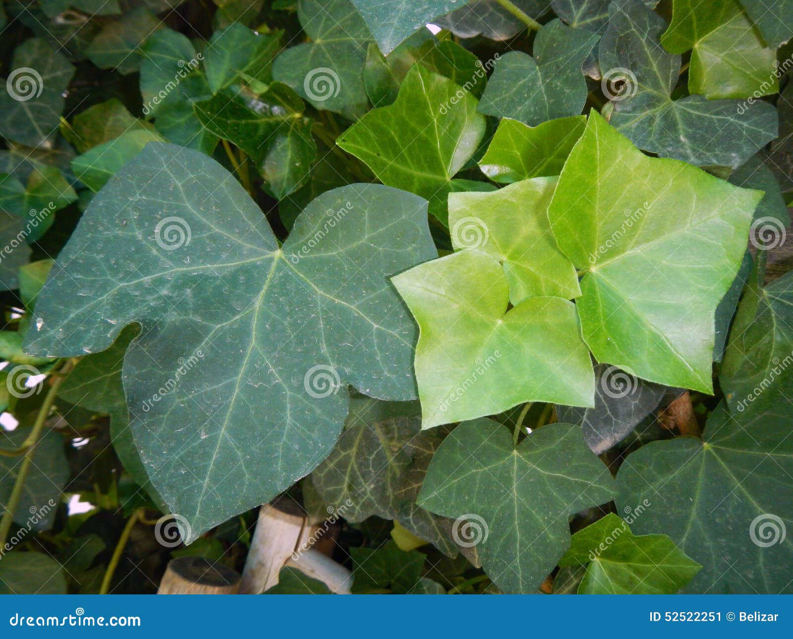 Engelse Klimop (Hedera-schroef) Stock Afbeelding - Image of bladeren ...