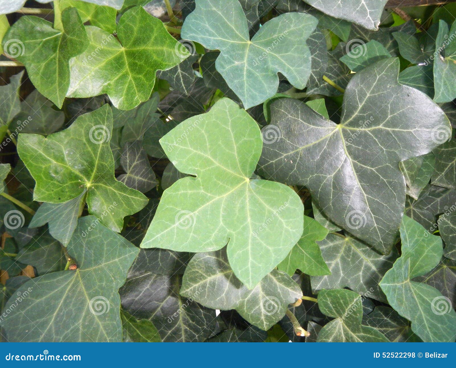 Engelse Klimop (Hedera-schroef) Stock Foto - Image of engels, bladeren ...