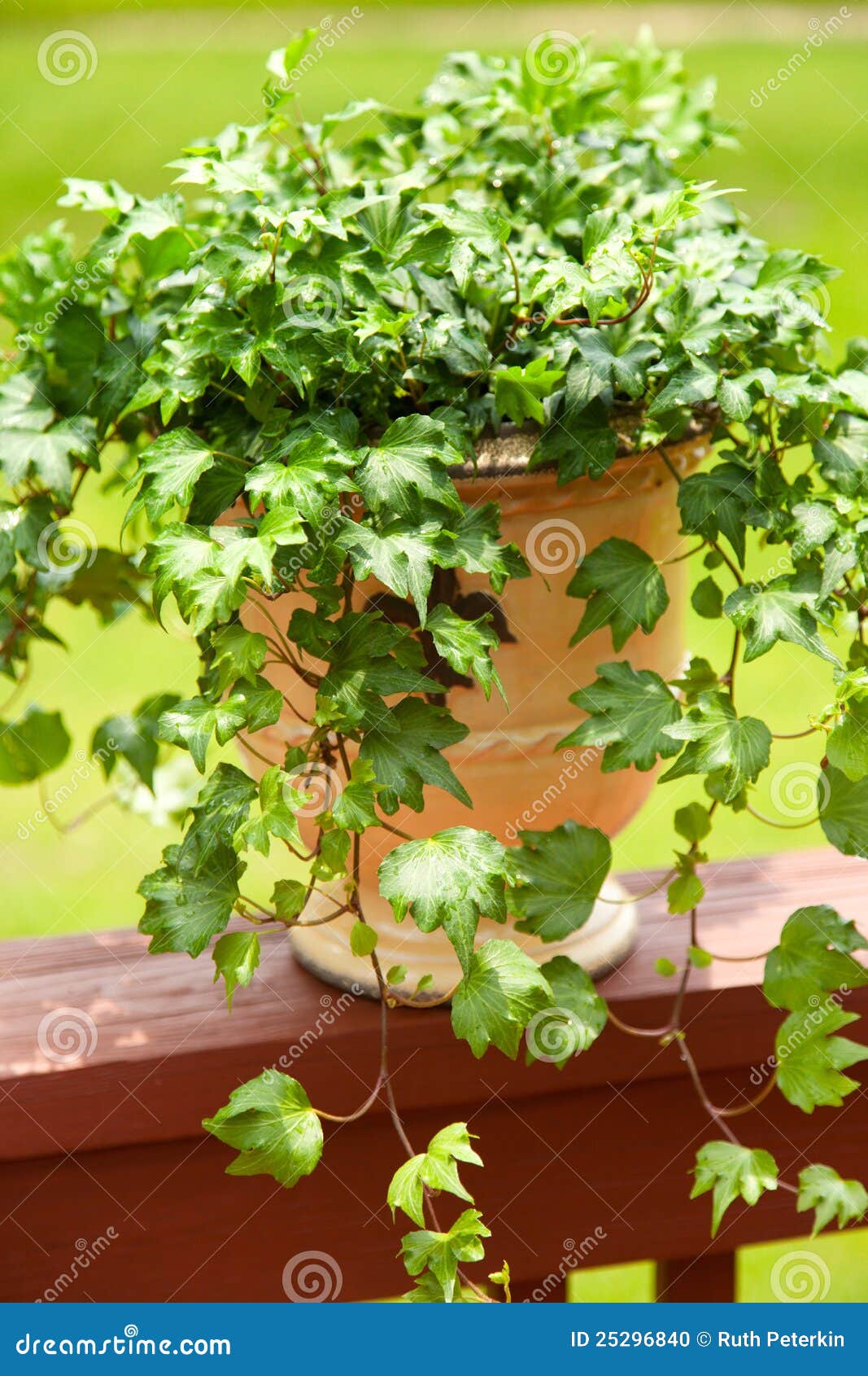 Engelse Klimop In Planter Picture. Image: 25296840