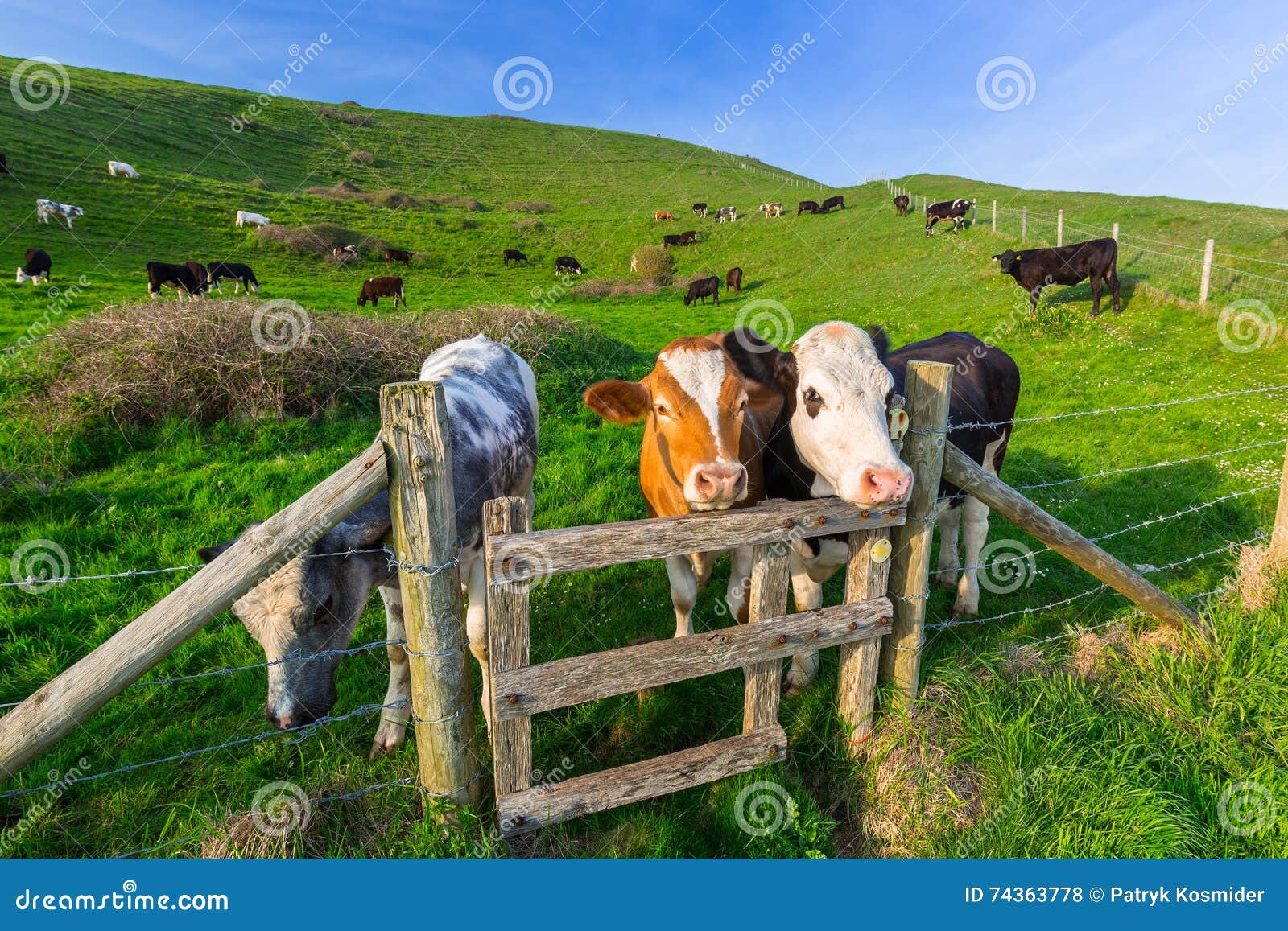 Engelse koeien en stieren stock foto. Image of weide - 74363778