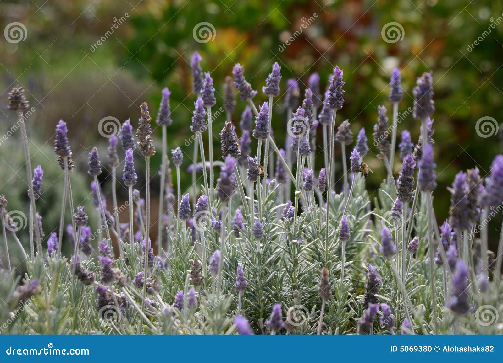 Engelse Lavendel stock foto. Image of platteland, schoon - 5069380