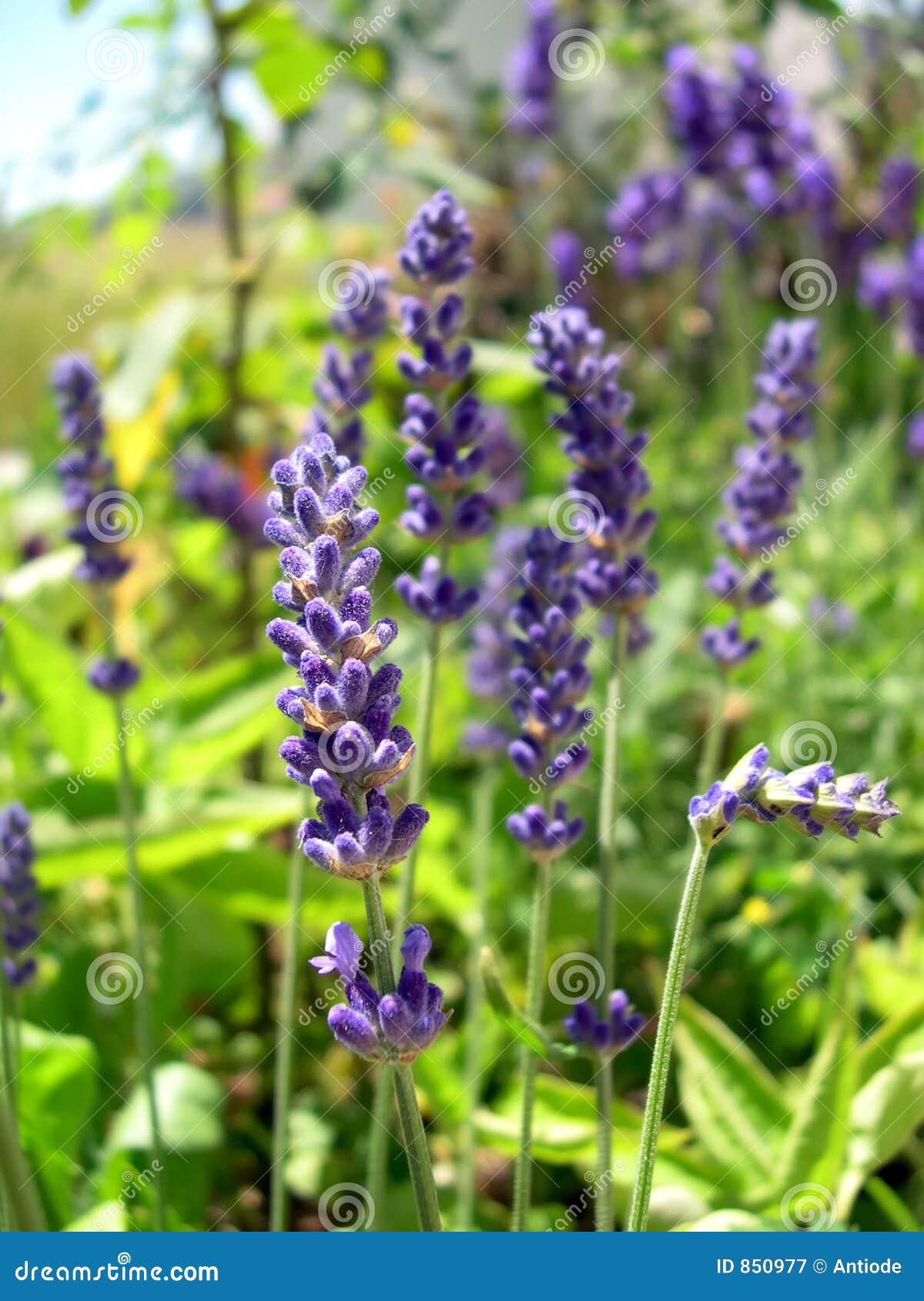 Engelse lavendel stock afbeelding. Image of tuin, engels - 850977