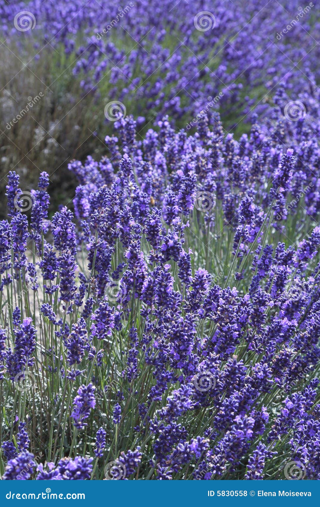 Engelse Lavendel Op Het Gebied Van De Bloesemaard Stock Foto - Image of ...