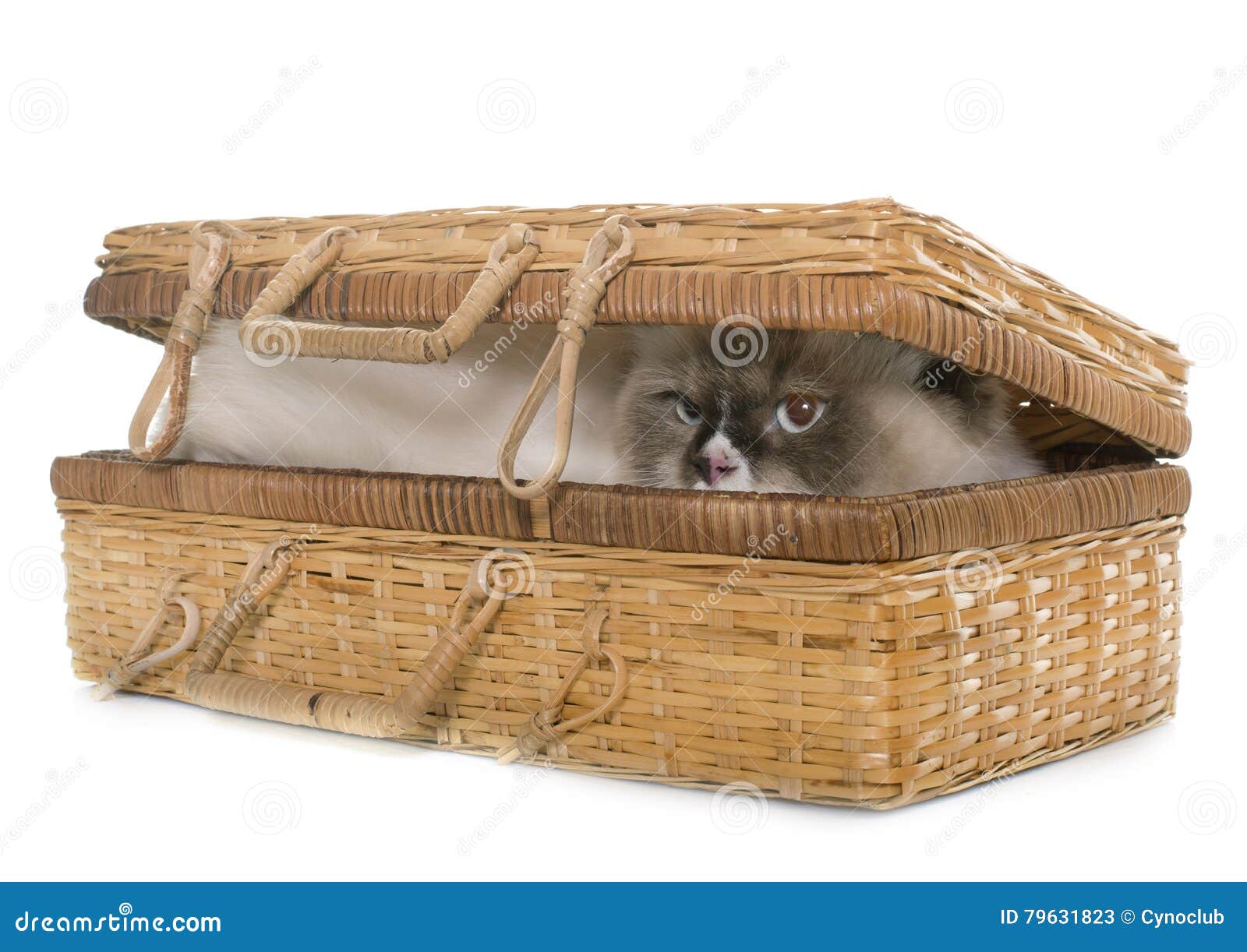 Engelse Longhair Kat in Mand Stock Afbeelding - Image of verborgen ...