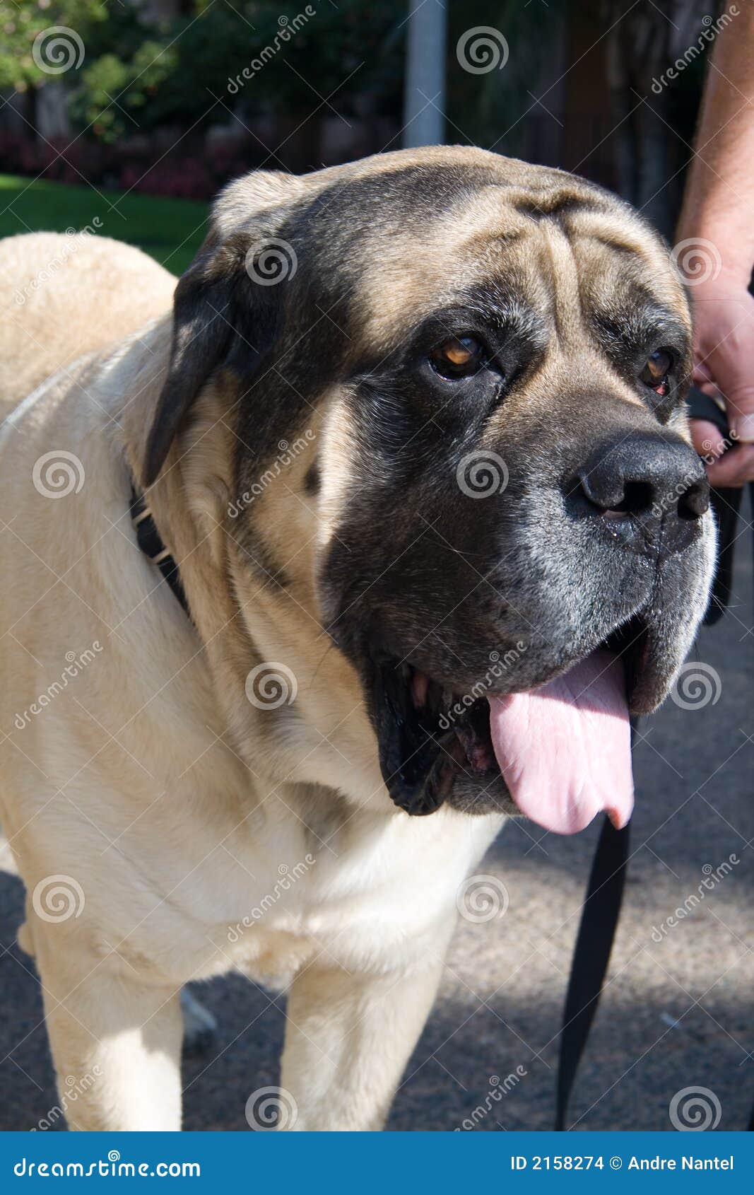 Engelse Mastiff stock foto. Image of engels, honds, pannen - 2158274
