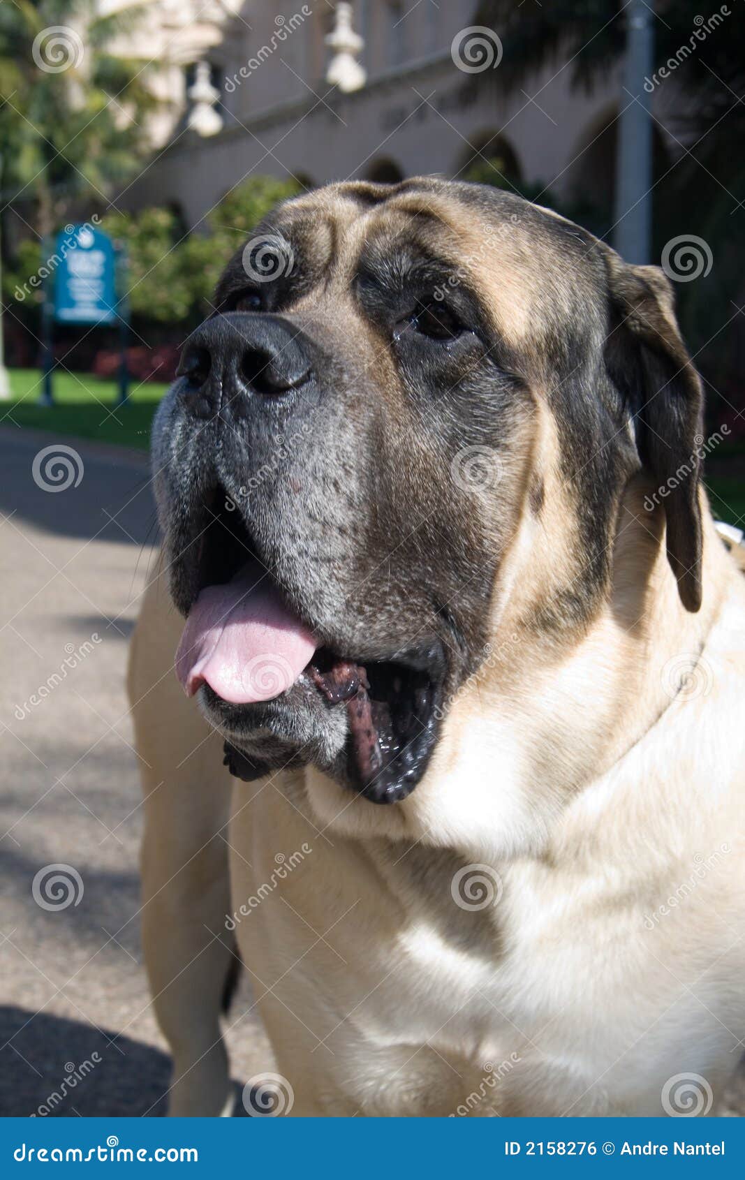 Engelse Mastiff stock foto. Image of hond, snuit, huisdier - 2158276