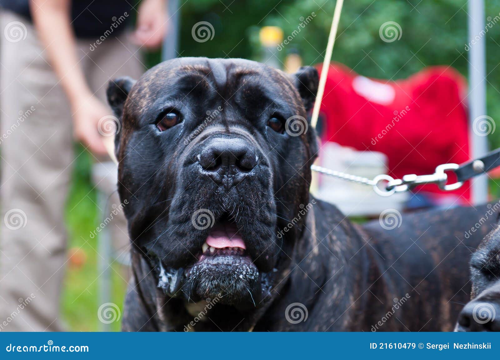 Engelse Mastiff stock afbeelding. Image of prestaties - 21610479