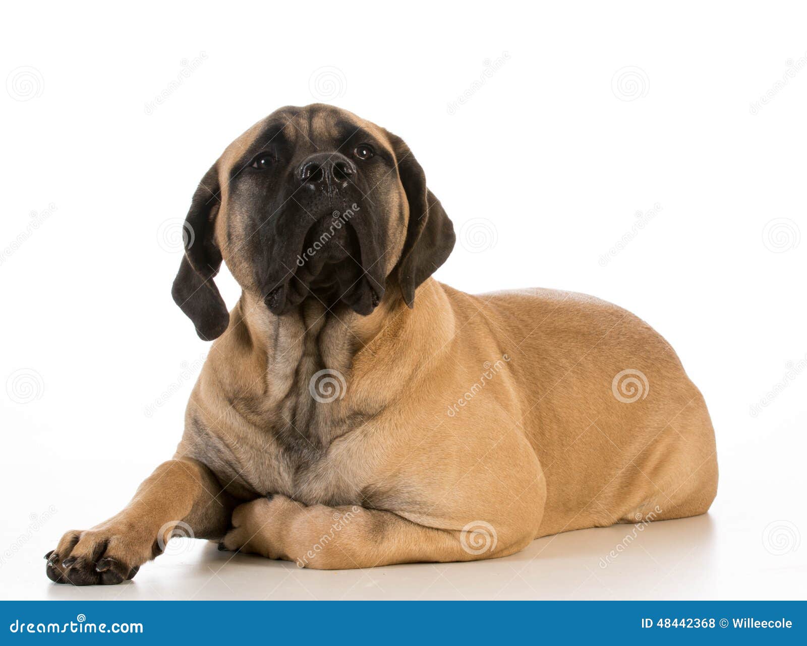 Engelse Mastiff stock foto. Image of kraag, navel, leuk - 48442368