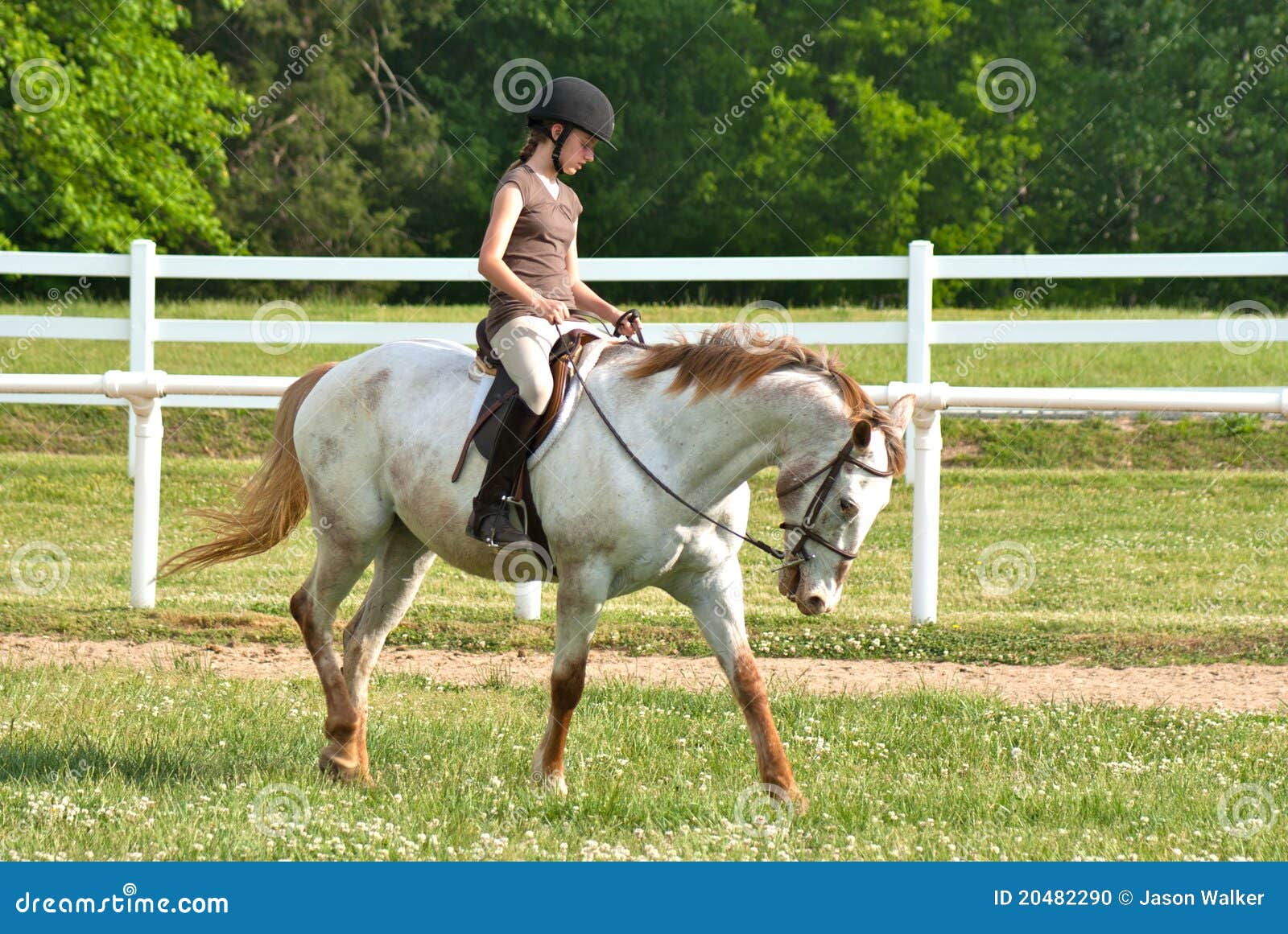 Engelse ruiter op paard stock foto. Image of omheining - 20482290