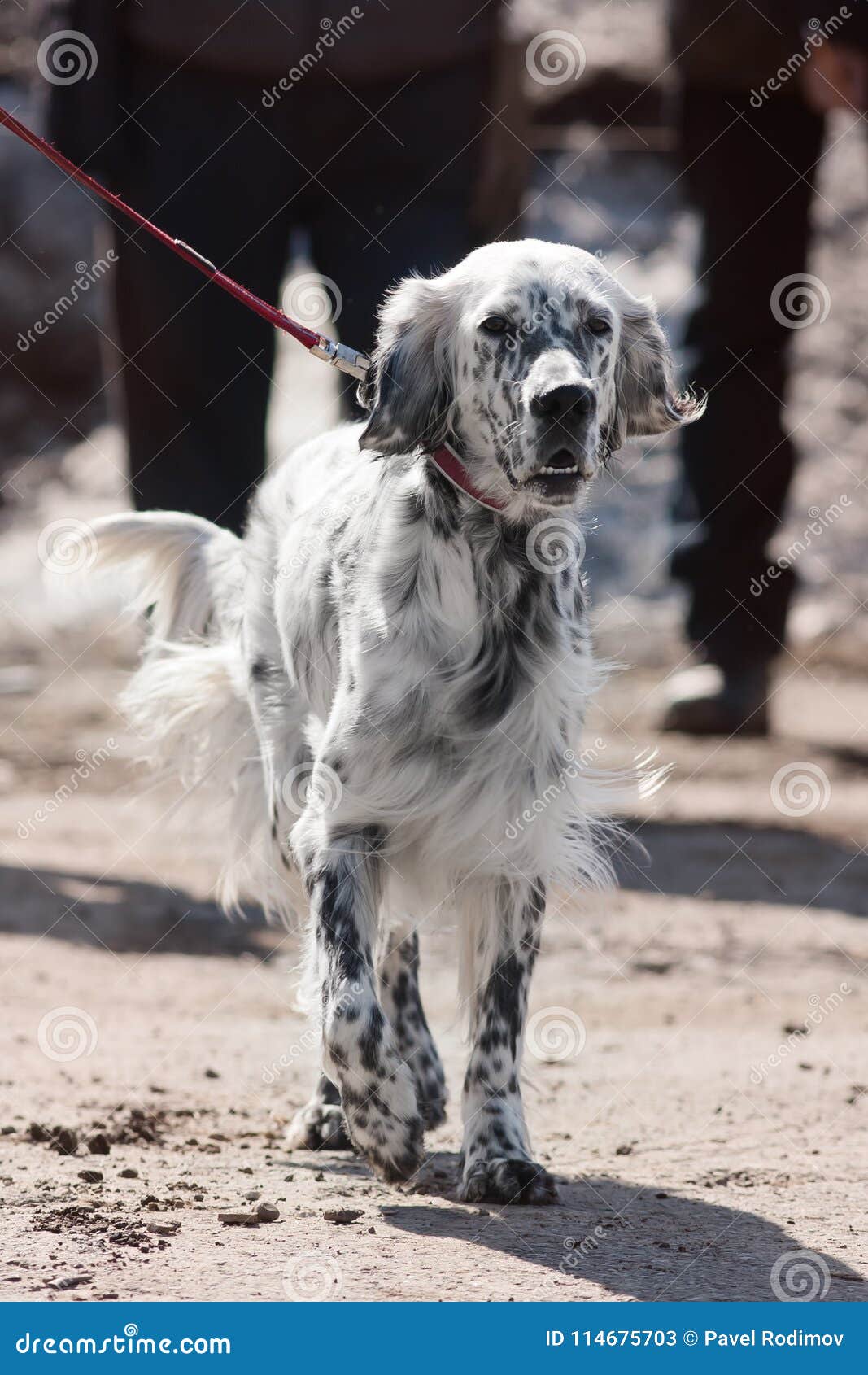 Engelsk setter fotografering för bildbyråer. Bild av renrasig - 114675703