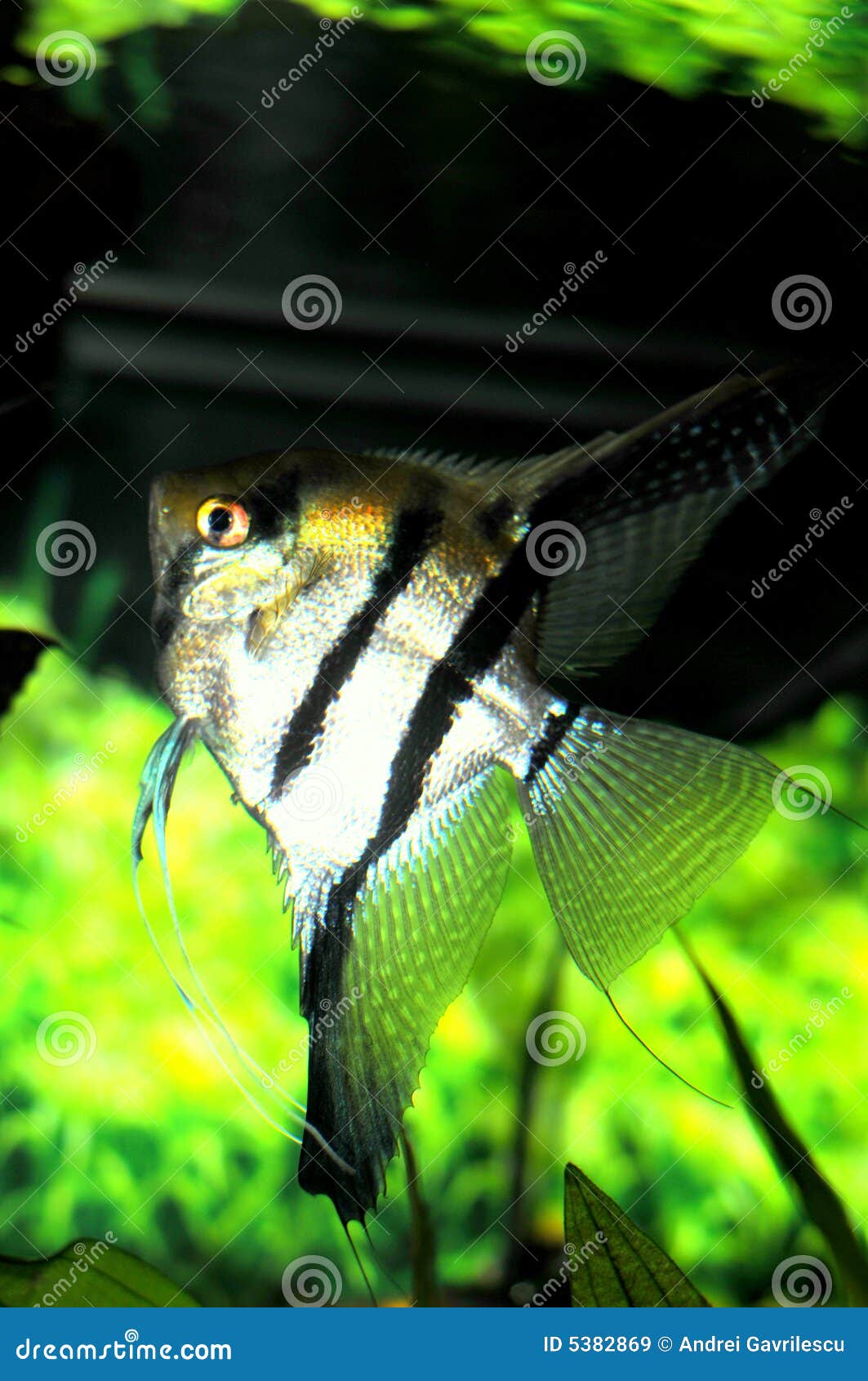 Engelvis stock afbeelding. Image of color, discus, elegant - 5382869