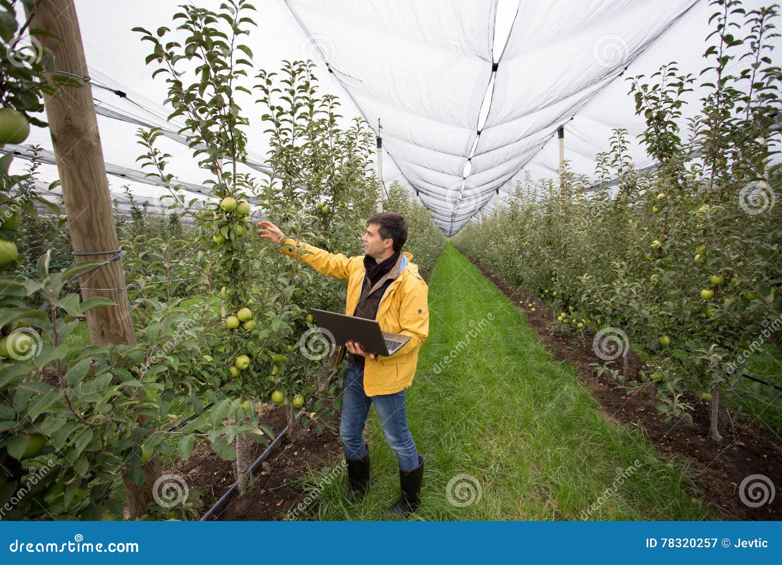 Engineer in orchard stock image. Image of farming, apple - 78320257