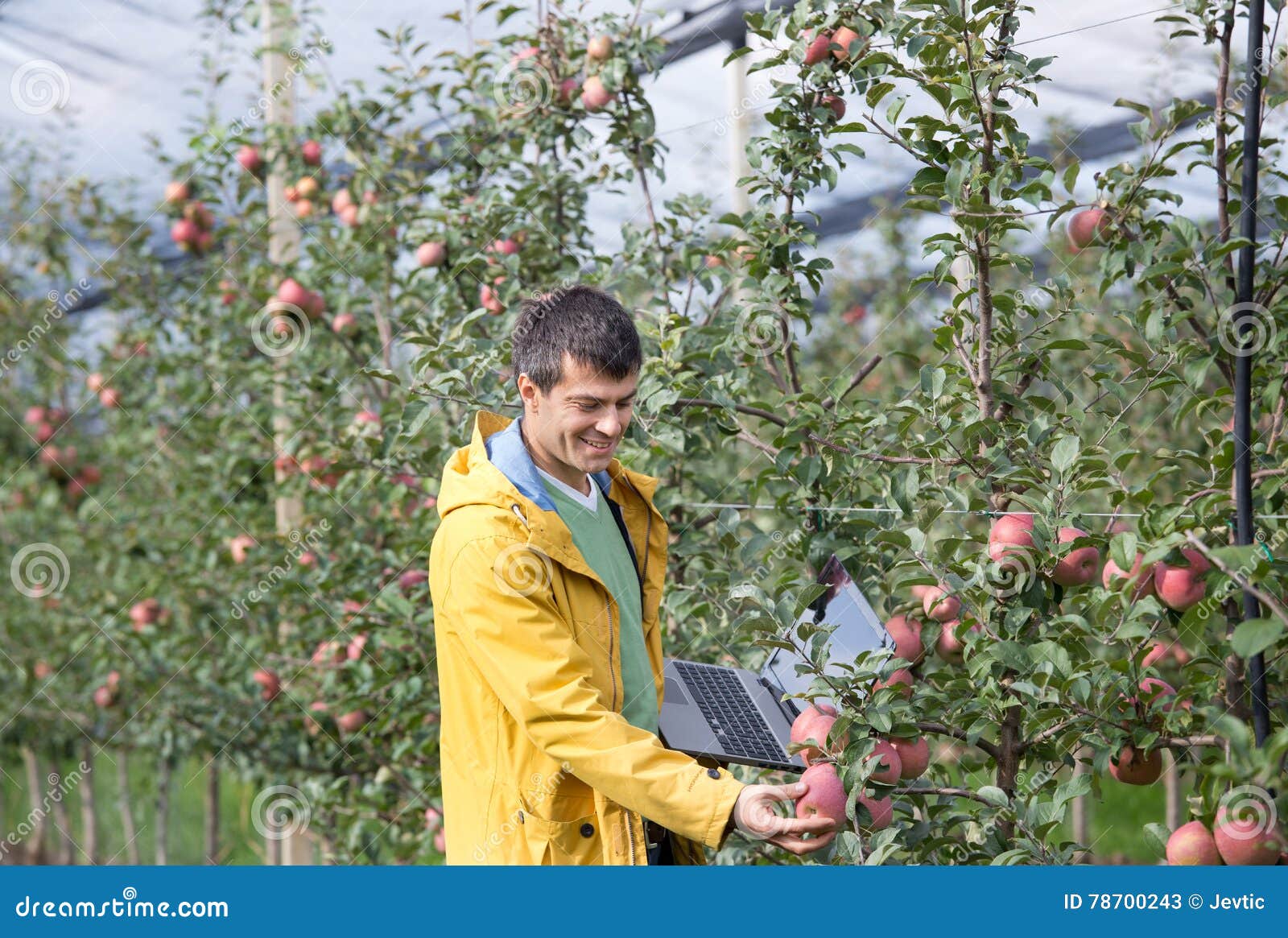 Engineer in orchard stock image. Image of food, examining - 78700243