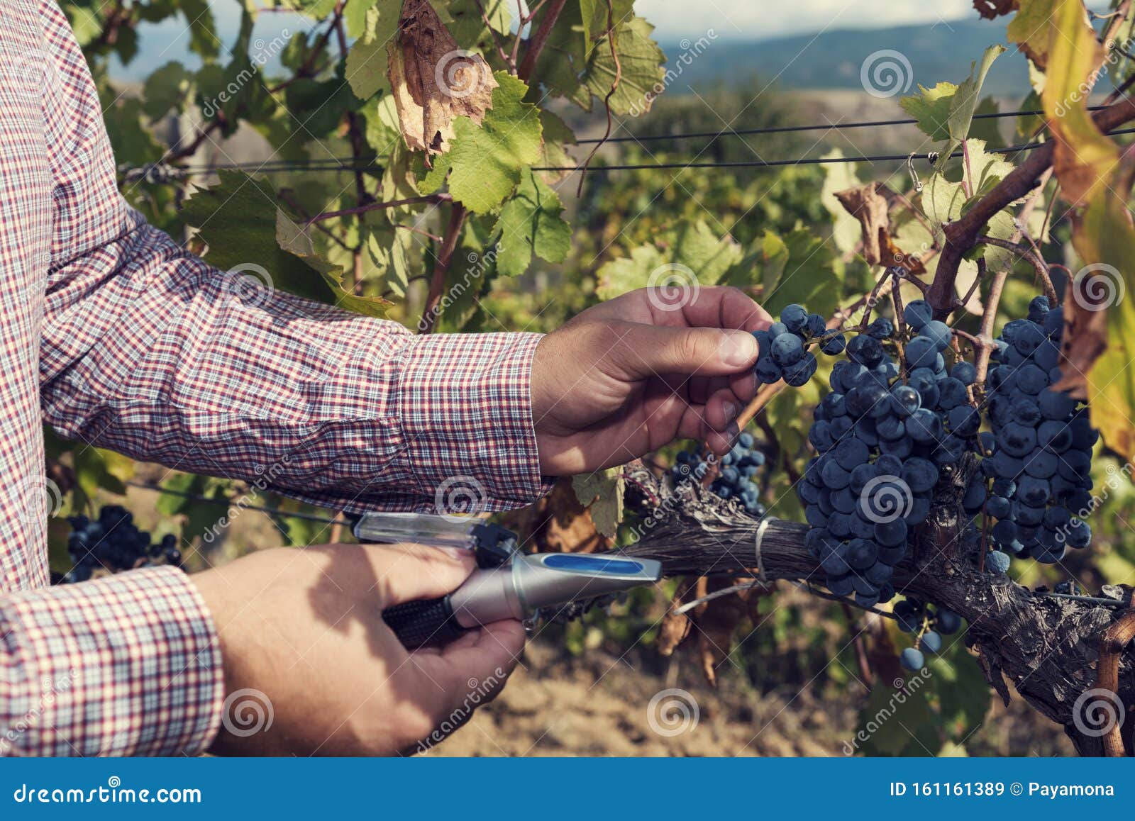 Engineer Testing Red Grapes with Refractometer in a Vineyard Stock ...