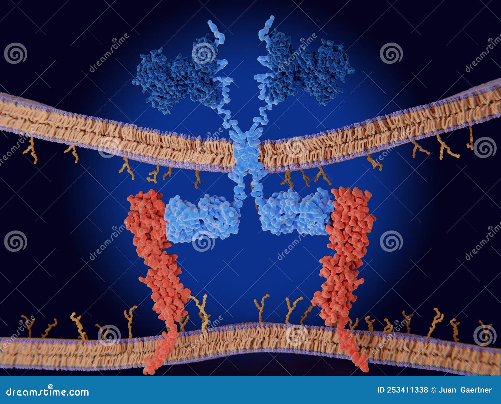 Chimeric Antigen Receptor CAR Therapy: Engineered Receptor Binds To PD ...