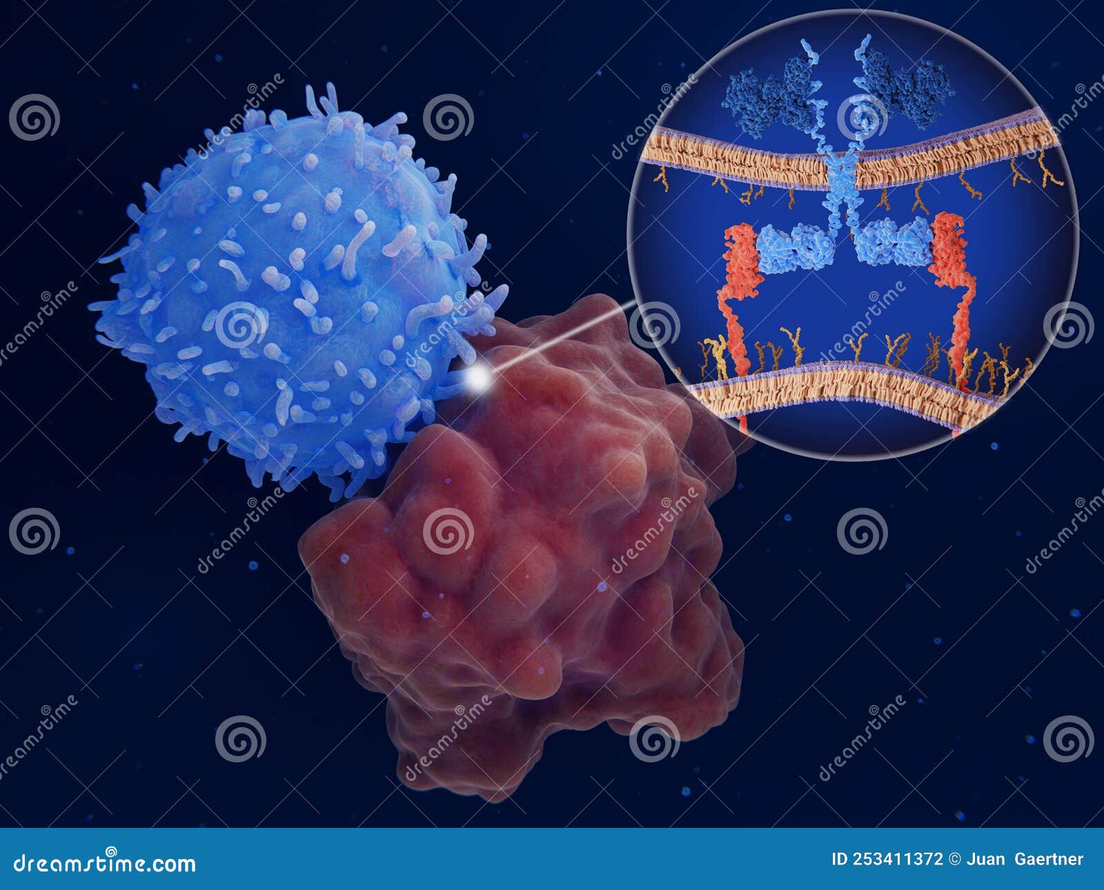 Chimeric Antigen Receptor CAR Therapy: Engineered T-cell Attacks a ...