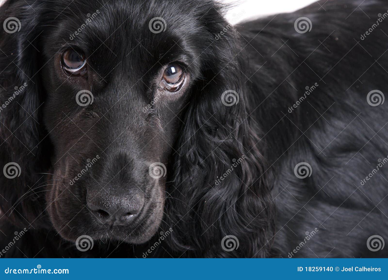 Englischer Cockerspaniel stockfoto. Bild von reinrassiger - 18259140
