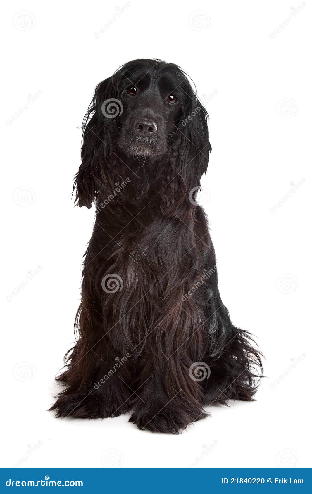 Englischer Cockerspaniel stockfoto. Bild von haustier - 21840220