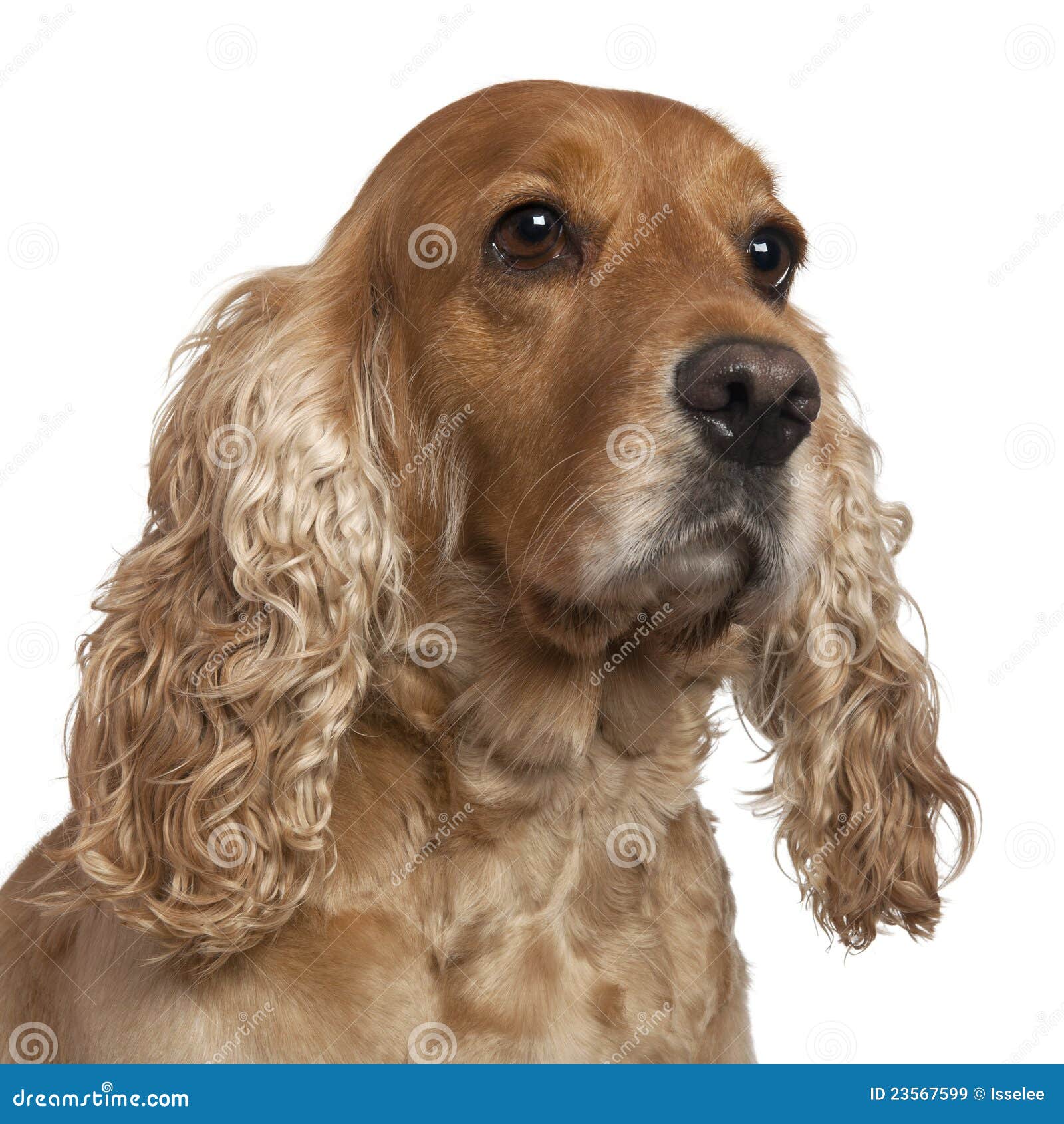 Englischer Cockerspaniel, 4 Jahre Alt Stockbild - Bild von quadrat ...